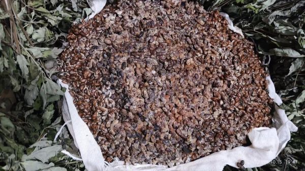 霉豆子怎么做_霉豆子制作常见问题-第2张图片-山城妙识 霉豆子怎么做_霉豆子制作常见问题-第2张图片-山城妙识