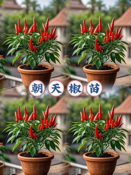 朝天椒怎么种_朝天椒种植技术-第3张图片-山城妙识