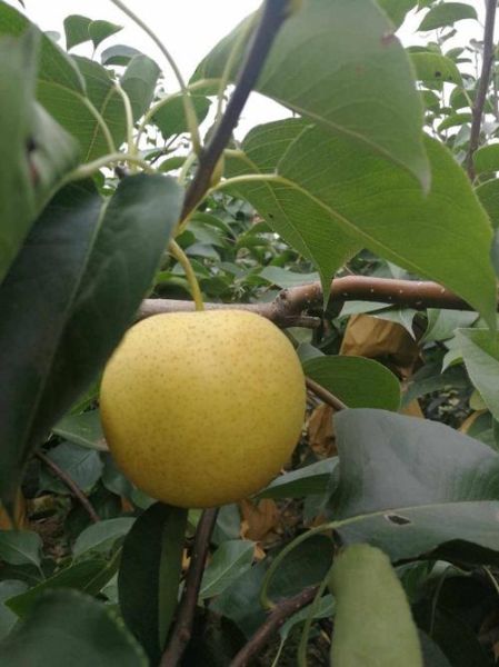 皇冠梨产地在哪里_皇冠梨哪里产的最好吃-第2张图片-山城妙识 皇冠梨产地在哪里_皇冠梨哪里产的最好吃-第2张图片-山城妙识