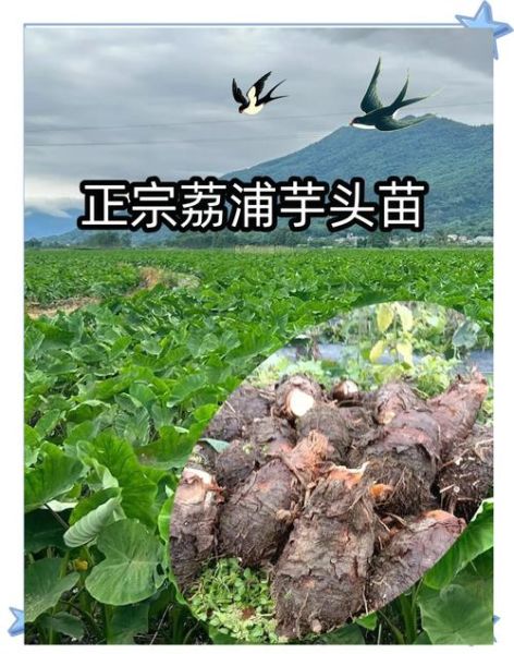 广西荔浦芋头怎么选_荔浦芋头正宗做法-第1张图片-山城妙识 广西荔浦芋头怎么选_荔浦芋头正宗做法-第1张图片-山城妙识