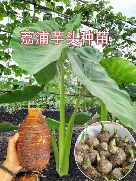 广西荔浦芋头怎么选_荔浦芋头正宗做法-第3张图片-山城妙识 广西荔浦芋头怎么选_荔浦芋头正宗做法-第3张图片-山城妙识