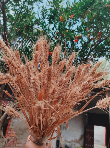 麦穗图片怎么拍好看_麦穗图片拍摄技巧-第1张图片-山城妙识