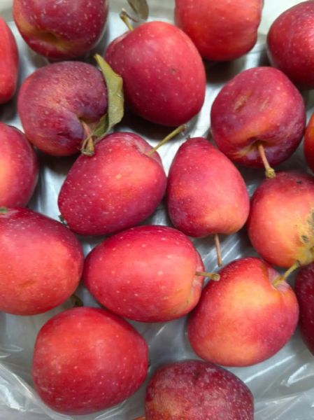 鸡心果是什么_鸡心果好吃吗-第3张图片-山城妙识