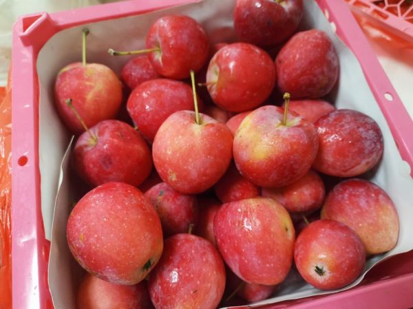 鸡心果是什么_鸡心果好吃吗-第2张图片-山城妙识