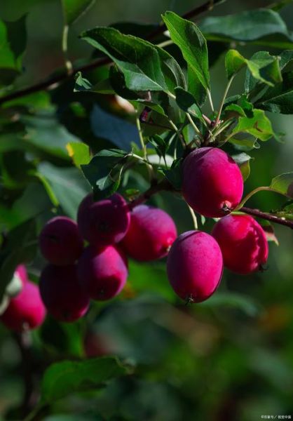 鸡心果是什么_鸡心果好吃吗-第1张图片-山城妙识