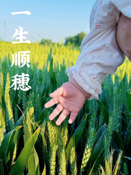 麦穗图片怎么拍好看_麦穗图片拍摄技巧-第2张图片-山城妙识