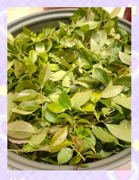 乌米饭怎么做_乌米饭用什么叶子-第1张图片-山城妙识 乌米饭怎么做_乌米饭用什么叶子-第1张图片-山城妙识