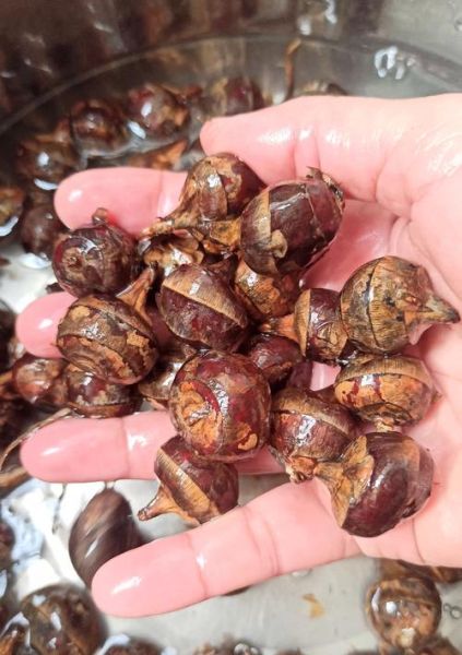 跟马蹄一样很小个的叫什么_马蹄形小物件名称-第1张图片-山城妙识 跟马蹄一样很小个的叫什么_马蹄形小物件名称-第1张图片-山城妙识