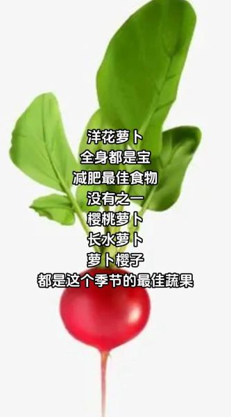 水萝卜图片_如何挑选新鲜水萝卜-第1张图片-山城妙识
