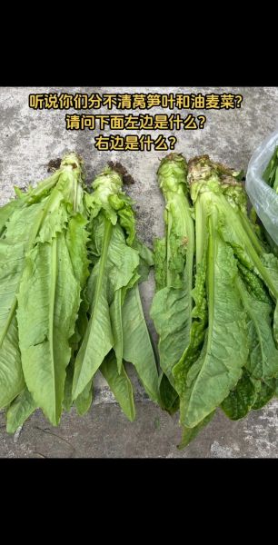 莴苣和油麦菜的区别_哪个更有营养-第3张图片-山城妙识