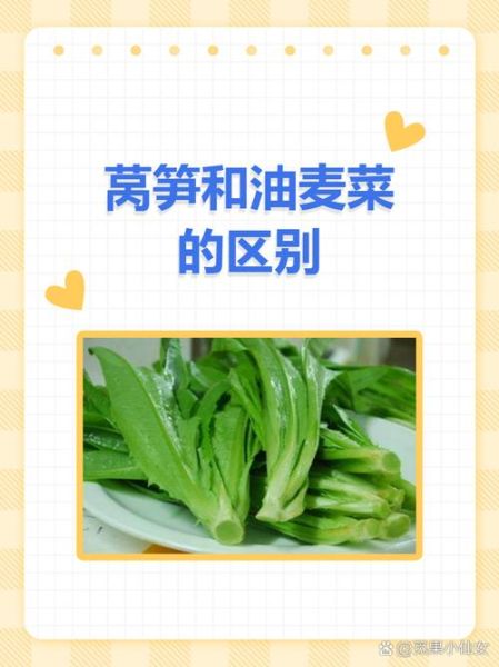 莴苣和油麦菜的区别_哪个更有营养-第1张图片-山城妙识