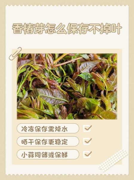 香椿怎么长期保存_香椿冷冻还是焯水好-第3张图片-山城妙识 香椿怎么长期保存_香椿冷冻还是焯水好-第3张图片-山城妙识