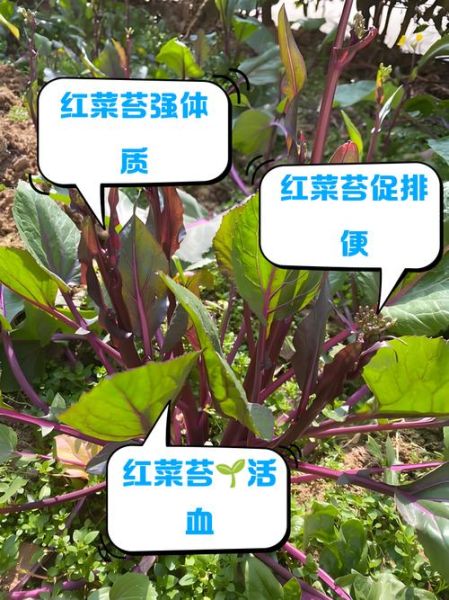 菜苔的功效与作用_菜苔的禁忌人群有哪些-第1张图片-山城妙识