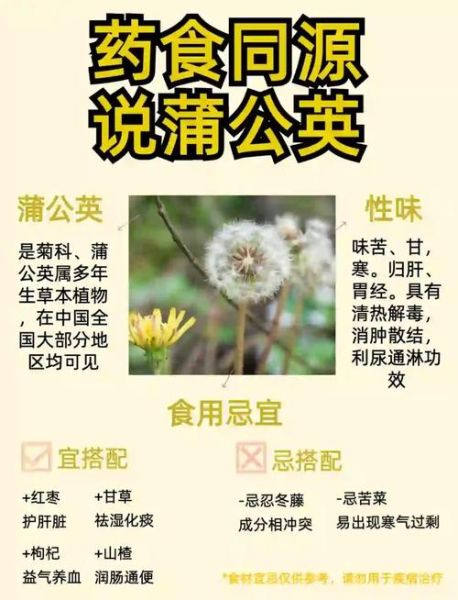 蒲公英泡水喝的正确方法_蒲公英泡水可以天天喝吗-第2张图片-山城妙识 蒲公英泡水喝的正确方法_蒲公英泡水可以天天喝吗-第2张图片-山城妙识