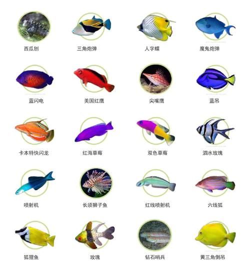 海洋鱼类图片大全名称_如何快速识别常见品种-第2张图片-山城妙识 海洋鱼类图片大全名称_如何快速识别常见品种-第2张图片-山城妙识