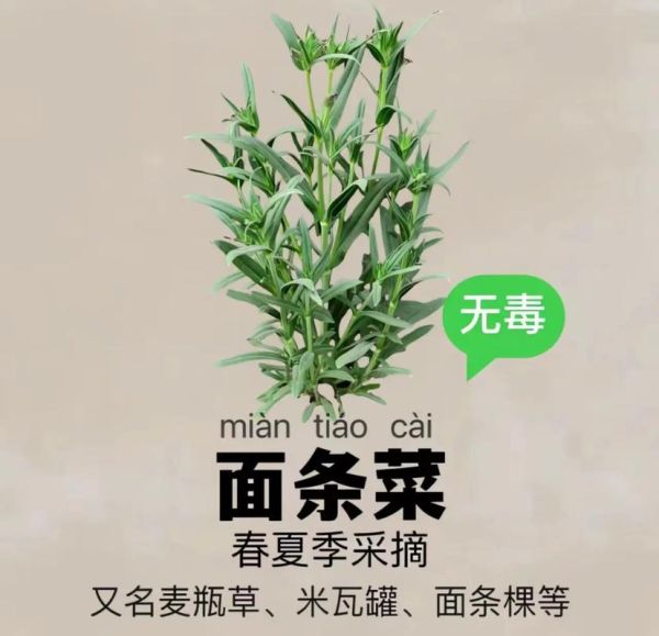 面条菜长什么样_面条菜图片怎么识别-第2张图片-山城妙识 面条菜长什么样_面条菜图片怎么识别-第2张图片-山城妙识