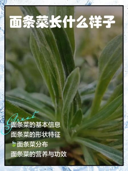 面条菜长什么样_面条菜图片怎么识别-第3张图片-山城妙识 面条菜长什么样_面条菜图片怎么识别-第3张图片-山城妙识