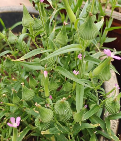 面条菜长什么样_面条菜图片怎么识别-第1张图片-山城妙识 面条菜长什么样_面条菜图片怎么识别-第1张图片-山城妙识