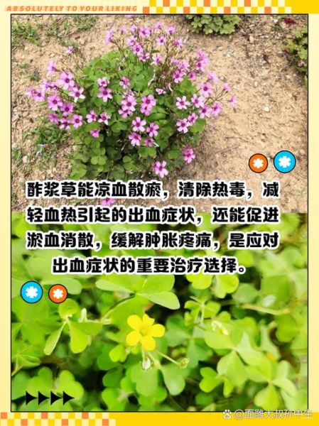 酸浆草怎么养_酸浆草的功效与作用-第1张图片-山城妙识 酸浆草怎么养_酸浆草的功效与作用-第1张图片-山城妙识