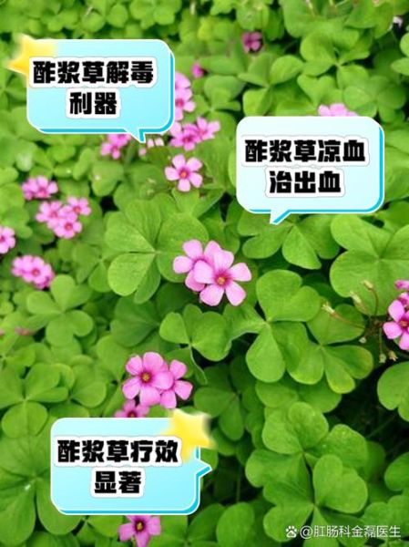 酸浆草怎么养_酸浆草的功效与作用-第2张图片-山城妙识 酸浆草怎么养_酸浆草的功效与作用-第2张图片-山城妙识