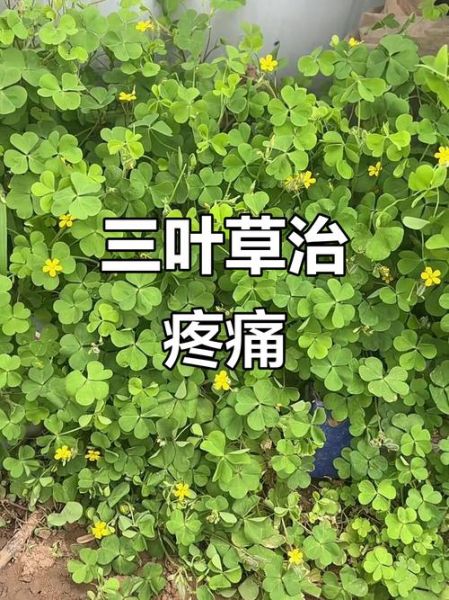 酸浆草怎么养_酸浆草的功效与作用-第3张图片-山城妙识 酸浆草怎么养_酸浆草的功效与作用-第3张图片-山城妙识