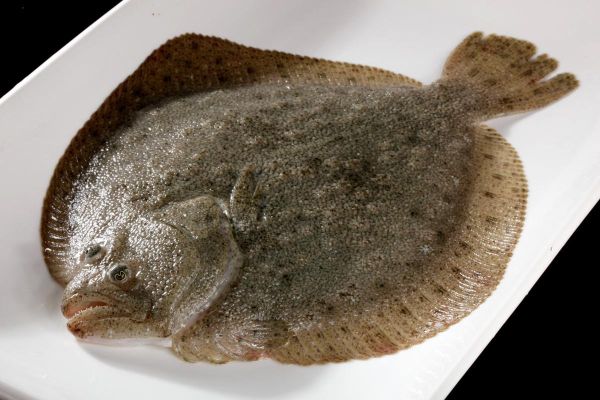 鲽鱼为什么不吃身子_鲽鱼身子能不能吃-第2张图片-山城妙识 鲽鱼为什么不吃身子_鲽鱼身子能不能吃-第2张图片-山城妙识