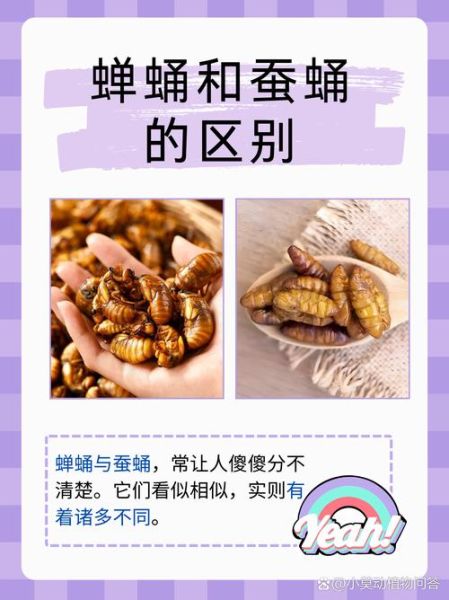 吃蚕蛹有什么好处_蚕蛹的营养价值有哪些-第3张图片-山城妙识 吃蚕蛹有什么好处_蚕蛹的营养价值有哪些-第3张图片-山城妙识