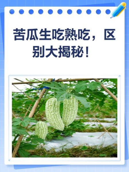 苦瓜生吃好还是熟吃好_苦瓜怎么吃最营养-第3张图片-山城妙识 苦瓜生吃好还是熟吃好_苦瓜怎么吃最营养-第3张图片-山城妙识