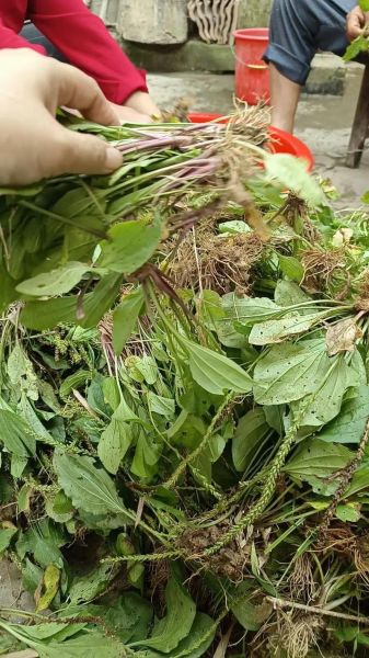 车前草能治前列腺炎吗_车前草治疗前列腺炎效果怎么样-第2张图片-山城妙识