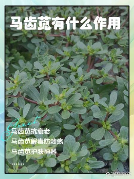 马齿苋汤的功效与作用_马齿苋汤怎么煮才好吃-第3张图片-山城妙识