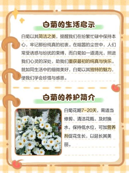 白菊花的花语是什么_白菊花适合送什么人-第1张图片-山城妙识