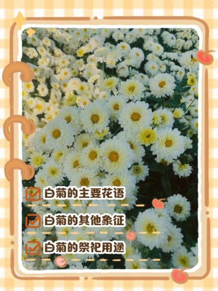 白菊花的花语是什么_白菊花适合送什么人-第2张图片-山城妙识