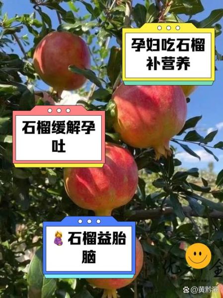 孕妇吃石榴对胎儿好吗_孕期吃石榴的好处与禁忌-第2张图片-山城妙识