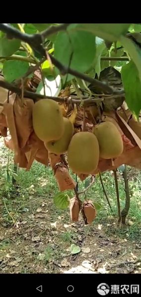 黄金果猕猴桃好吃吗_黄金果猕猴桃怎么挑-第3张图片-山城妙识