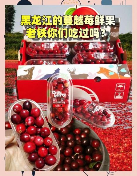 蔓越莓价格多少钱一斤_蔓越莓为什么这么贵-第1张图片-山城妙识