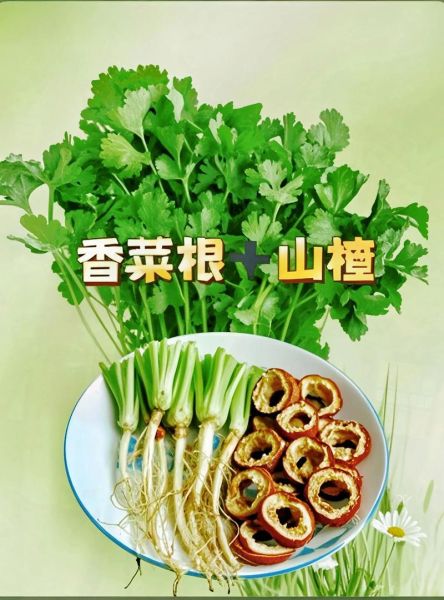 香菜根的功效与作用_香菜根煮水能天天喝吗-第3张图片-山城妙识