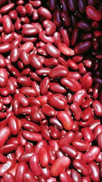 红豆种类图片与名称_常见红豆品种有哪些-第1张图片-山城妙识