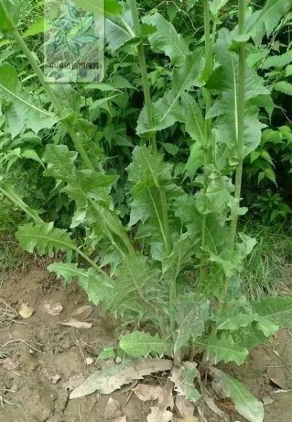 菊苣别名是什么中药_菊苣在中医里叫什么-第1张图片-山城妙识