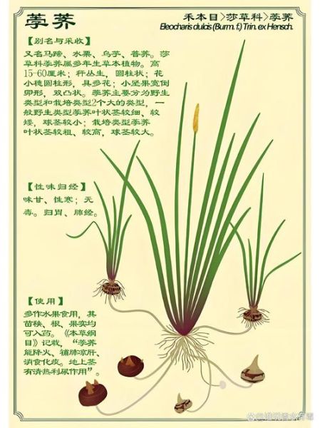 马蹄和荸荠的区别_马蹄怎么去皮最快-第2张图片-山城妙识 马蹄和荸荠的区别_马蹄怎么去皮最快-第2张图片-山城妙识