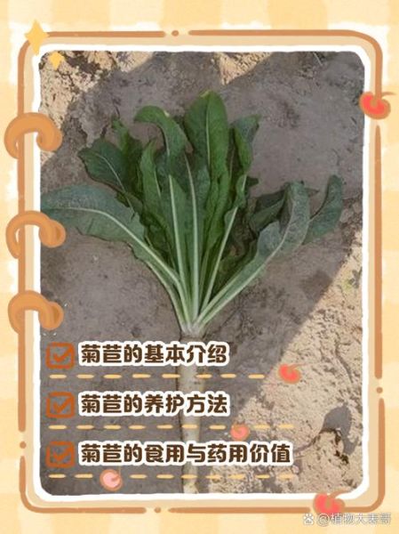 菊苣别名是什么中药_菊苣在中医里叫什么-第2张图片-山城妙识