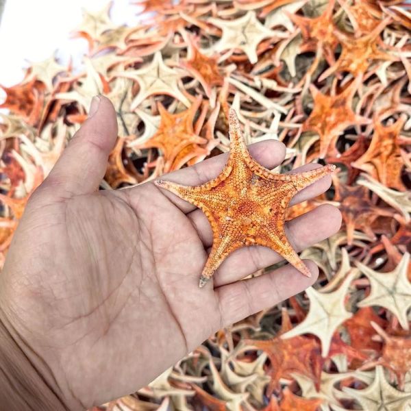 海星的功效与作用有哪些_海星怎么吃效果最好-第1张图片-山城妙识