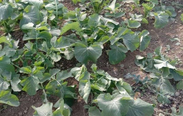 甘蓝型油菜图片_如何识别甘蓝型油菜-第3张图片-山城妙识 甘蓝型油菜图片_如何识别甘蓝型油菜-第3张图片-山城妙识