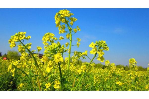 甘蓝型油菜图片_如何识别甘蓝型油菜-第2张图片-山城妙识 甘蓝型油菜图片_如何识别甘蓝型油菜-第2张图片-山城妙识
