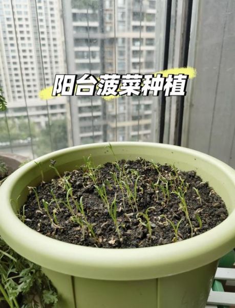菠菜苗图片怎么区分真假_菠菜苗图片高清细节-第1张图片-山城妙识 菠菜苗图片怎么区分真假_菠菜苗图片高清细节-第1张图片-山城妙识