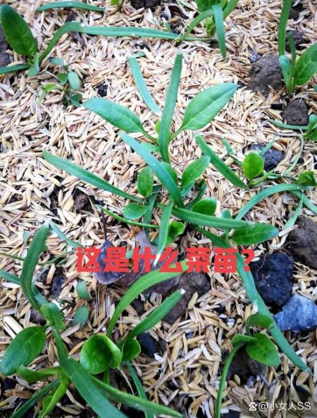 菠菜苗图片怎么区分真假_菠菜苗图片高清细节-第2张图片-山城妙识 菠菜苗图片怎么区分真假_菠菜苗图片高清细节-第2张图片-山城妙识