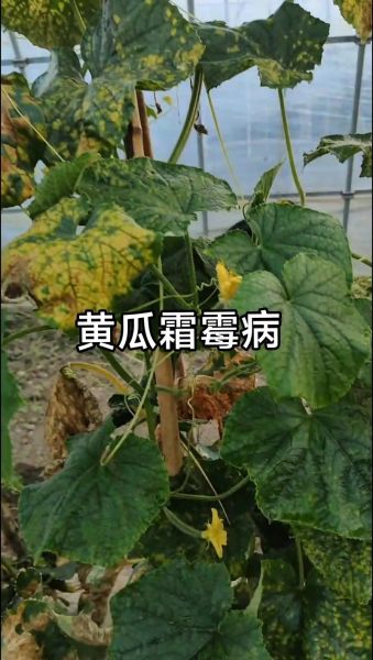 永不复发_如何彻底根治-第1张图片-山城妙识