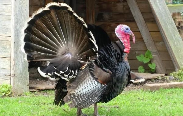 火鸡图片大全大图_高清火鸡照片哪里找-第2张图片-山城妙识