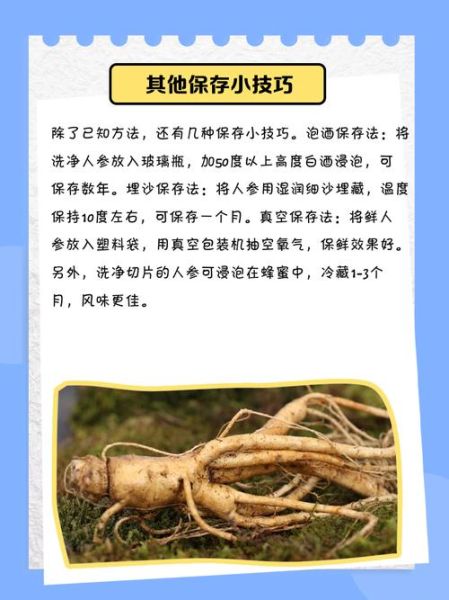 鲜人参的功效与作用及食用方法_鲜人参怎么吃效果最好-第2张图片-山城妙识 鲜人参的功效与作用及食用方法_鲜人参怎么吃效果最好-第2张图片-山城妙识