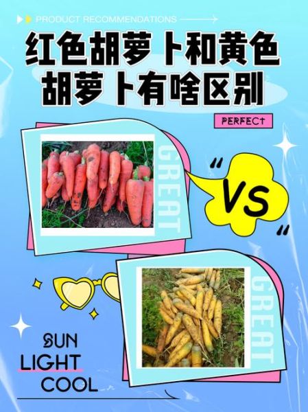 胡萝卜生吃好还是熟吃好_营养差异与功效对比-第3张图片-山城妙识