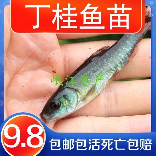 附近桂鱼苗哪里有卖_桂鱼苗价格多少钱一斤-第3张图片-山城妙识